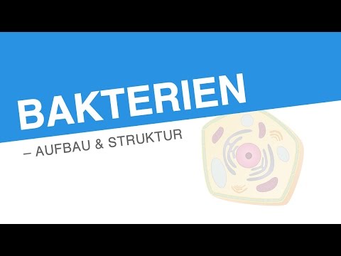 BAKTERIEN – AUFBAU & STRUKTUR | Biologie | Biologie der Zellen