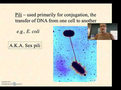 BIO2020 Episode 013: fimbriae and flagella