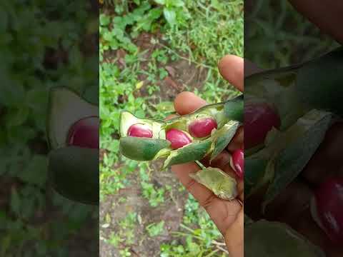 different type of Broad beans 😋🙄😍