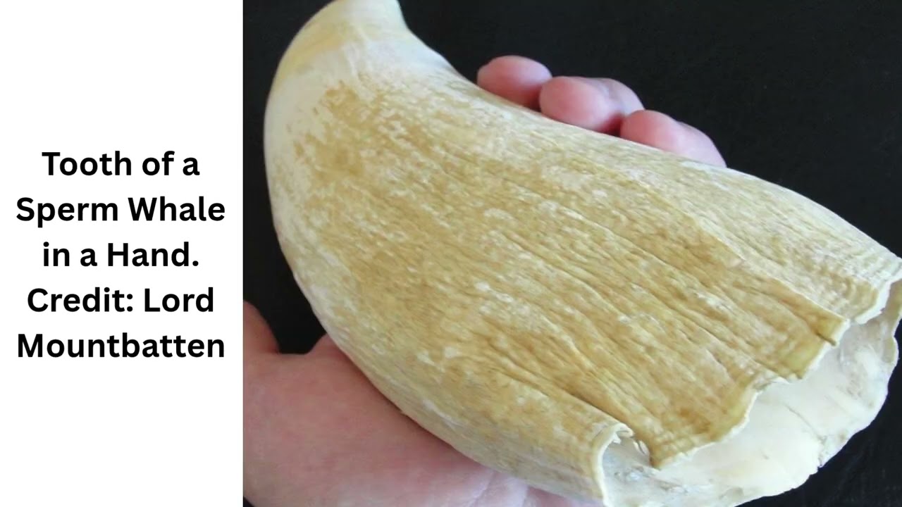 Rare sperm whale tooth unearthed at Valencina Copper Age megasite
