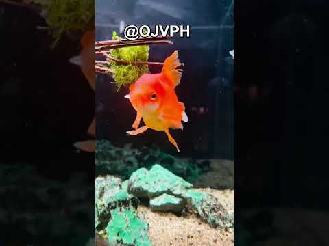Goldfish really like music!