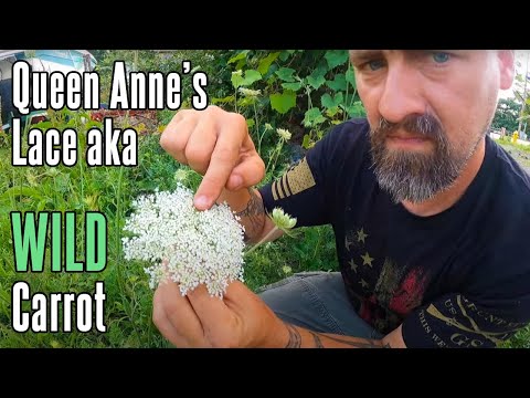 Queen Anne's Lace aka Wild Carrot | Natural Medicine in your Backyard