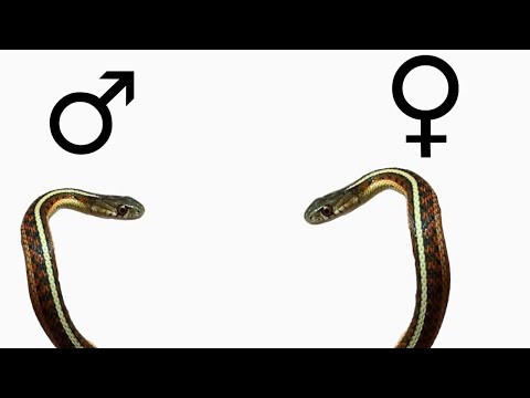 Sexing Baby Garter Snakes!