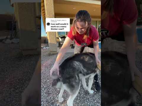Buy This for your Husky @SleekEZ USA #grooming | Dog Grooming Tool| 2025