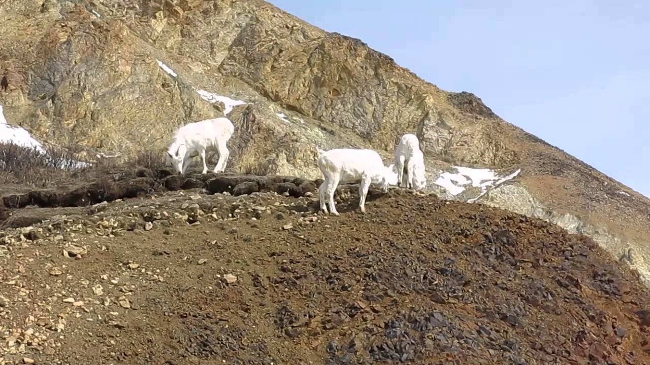 Dall Sheep, Polychrome, Denali Park Road