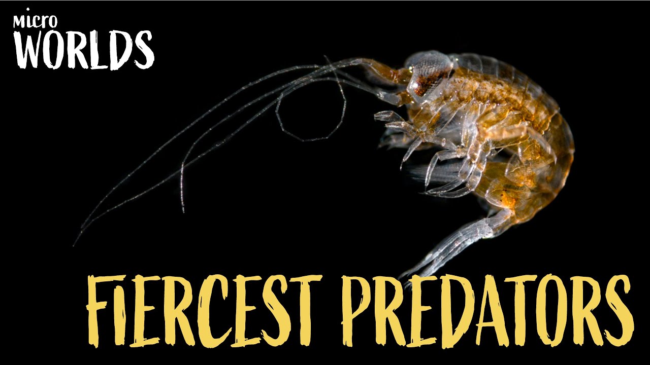 Microworlds: Fiercest Ocean Predators