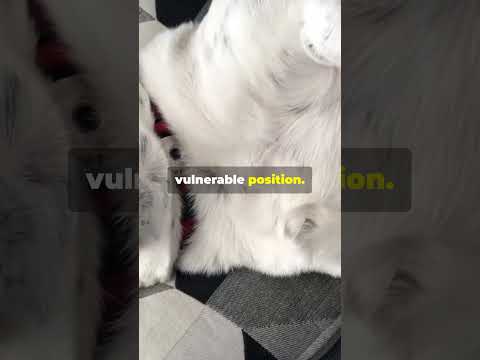 Why Do Dogs Love Belly Rubs? The Science of Dog Affection!
