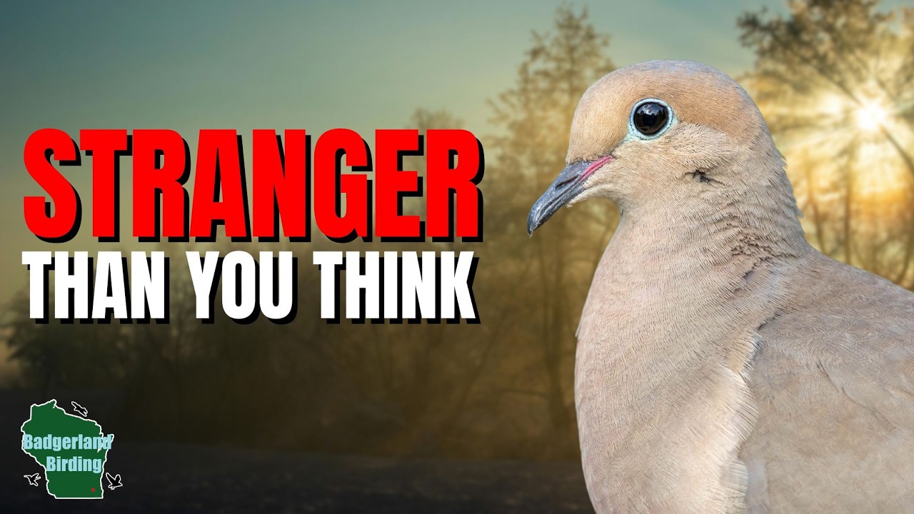 5 Things You Didn't Know About Mourning Doves!