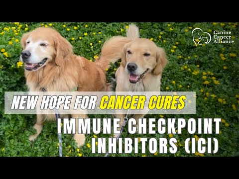 Immune Checkpoint Inhibitors (ICI) - and GIlvetmab - for treating dog cancer