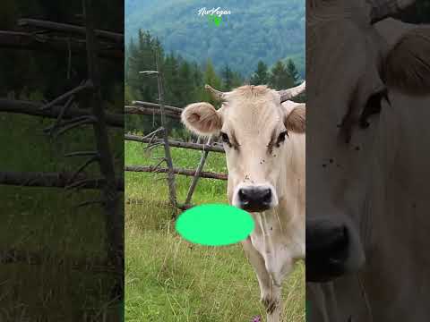 The Environmental Impact of Animal Agriculture | Deforestation