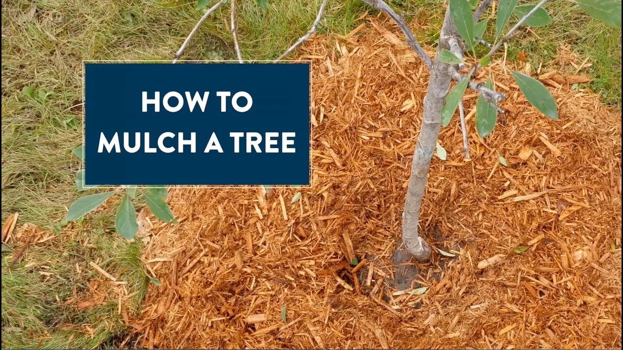 How to Mulch a Tree - audio described