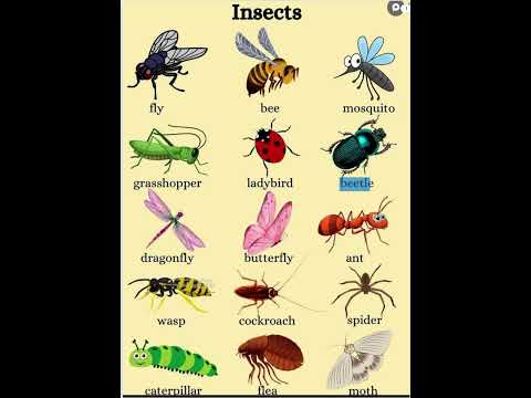 Insects Names with Pictures | English Vocabulary @StartFromScratch.