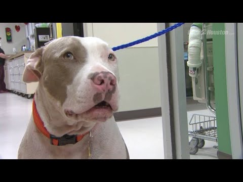 Dog Brutalized, Used As "Bait" In Fights