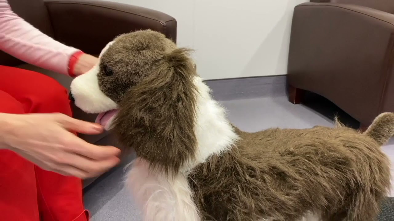 Dog Bite Prevention Safety