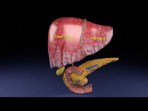 🧪 Hepato biliary tract pancreas gallbladder 3D model・ STL File for 3D ...