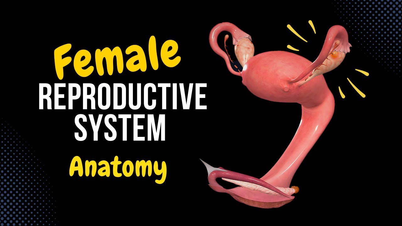 Female Genital System (Internal & External) - Anatomy