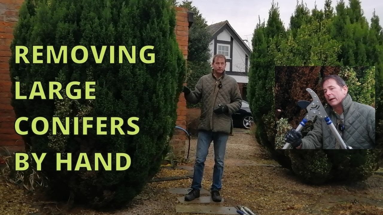 REMOVING LARGE CONIFERS BY HAND