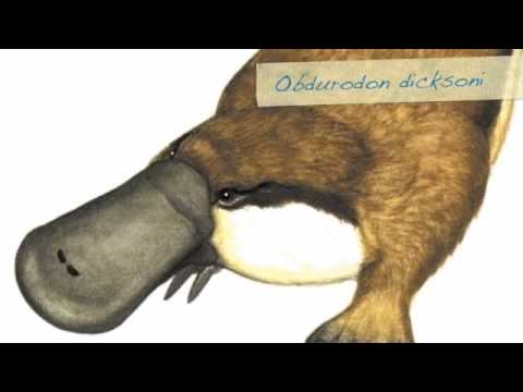 Australian killer kangaroo and demon duck fossils discovered | Dear ...