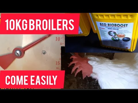 How to Grow 10KG BROILERS Fast with Eco Booster | 599 Herbs for Eggs, Weight & Immunity Exposed!