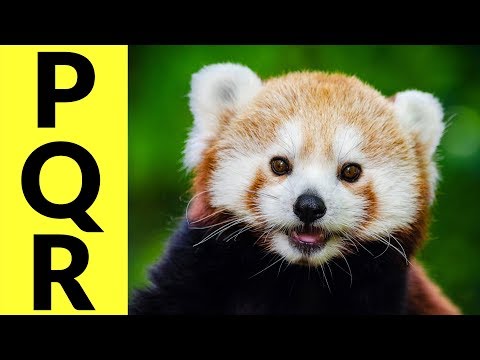 Animals Starting with P & Q & R - Learn Animal Words That Start With Letters P, Q, and R