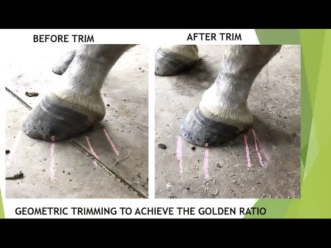 Understanding the geometry of shoeing the hind end - Cornell Vet Equine Seminar Series, March 2021