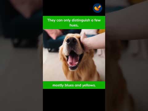 Ever wondered which colors dogs could actually see? ๐ถ #shorts #dog #animals
