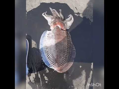 cutle fish.. squid????