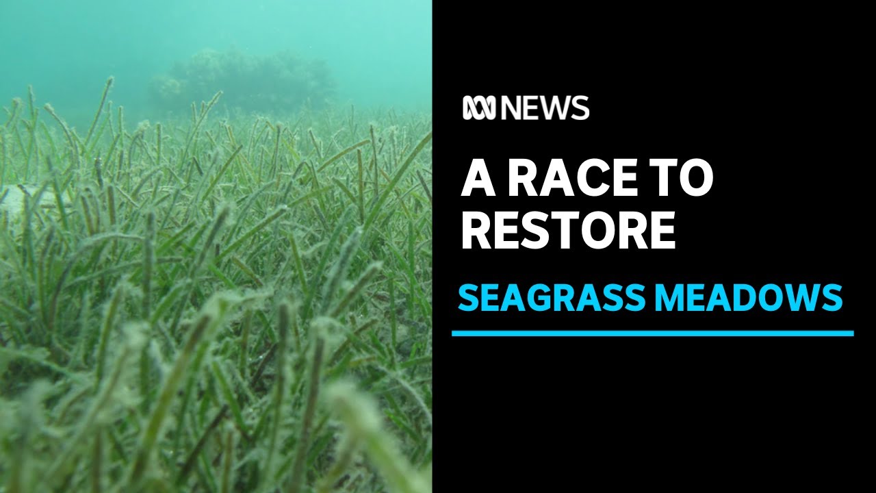 The race to restore vital seagrass meadows in Queensland’s tropics | ABC News
