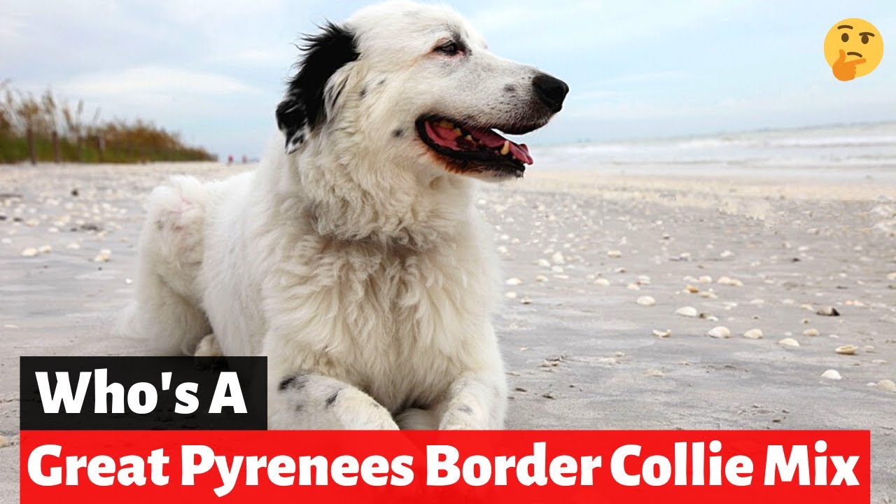 Who's a Great Pyrenees Border Collie mix-breed? Should you get yourself this mix breed?