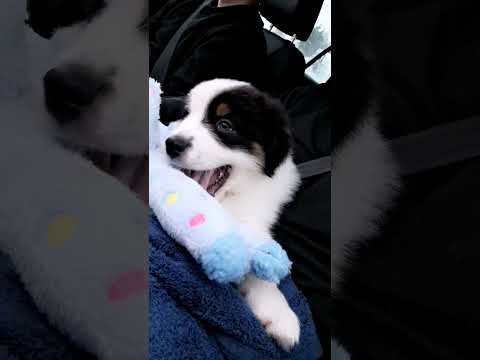 Australian Shepherd 8week old coming home for first time. Lewis the aussie #shorts