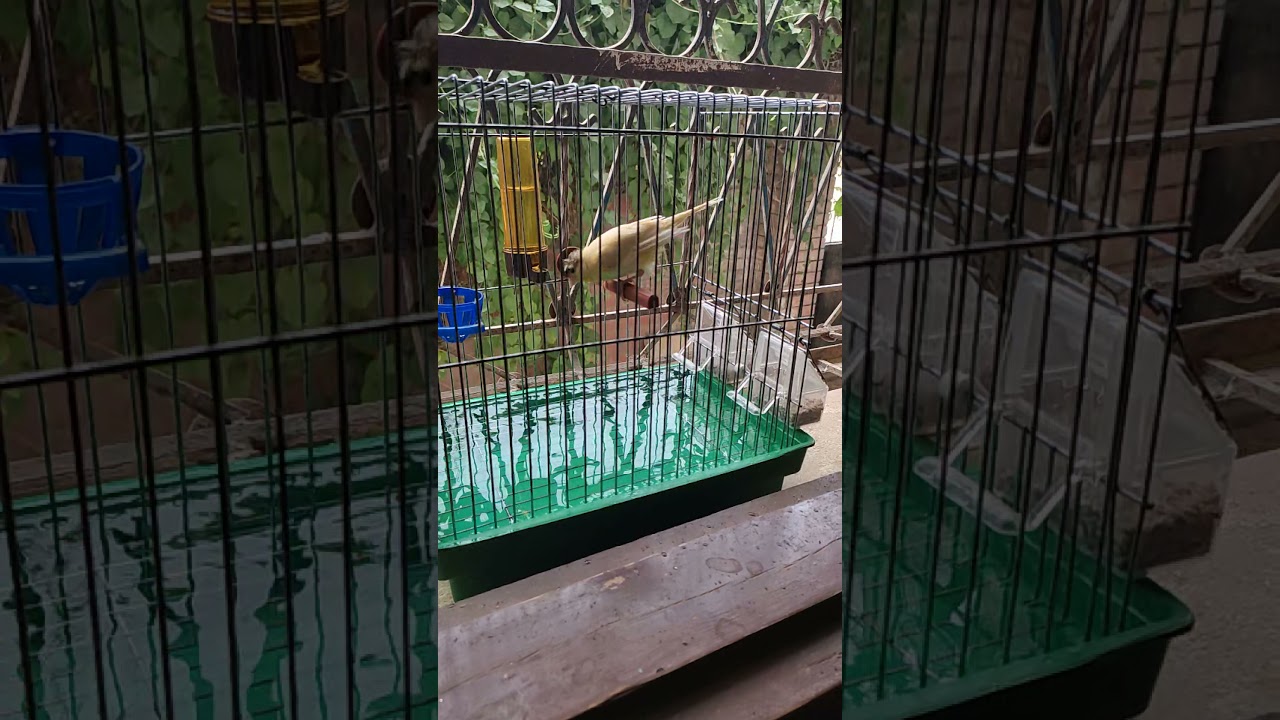 German crested canary diaries,Bathing.