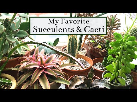My Favorite Succulents & Cacti | 2019
