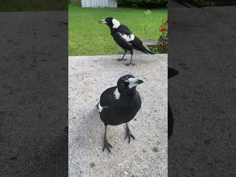 Beautiful Australian Magpies Singing #magpie #birdsounds #magpie