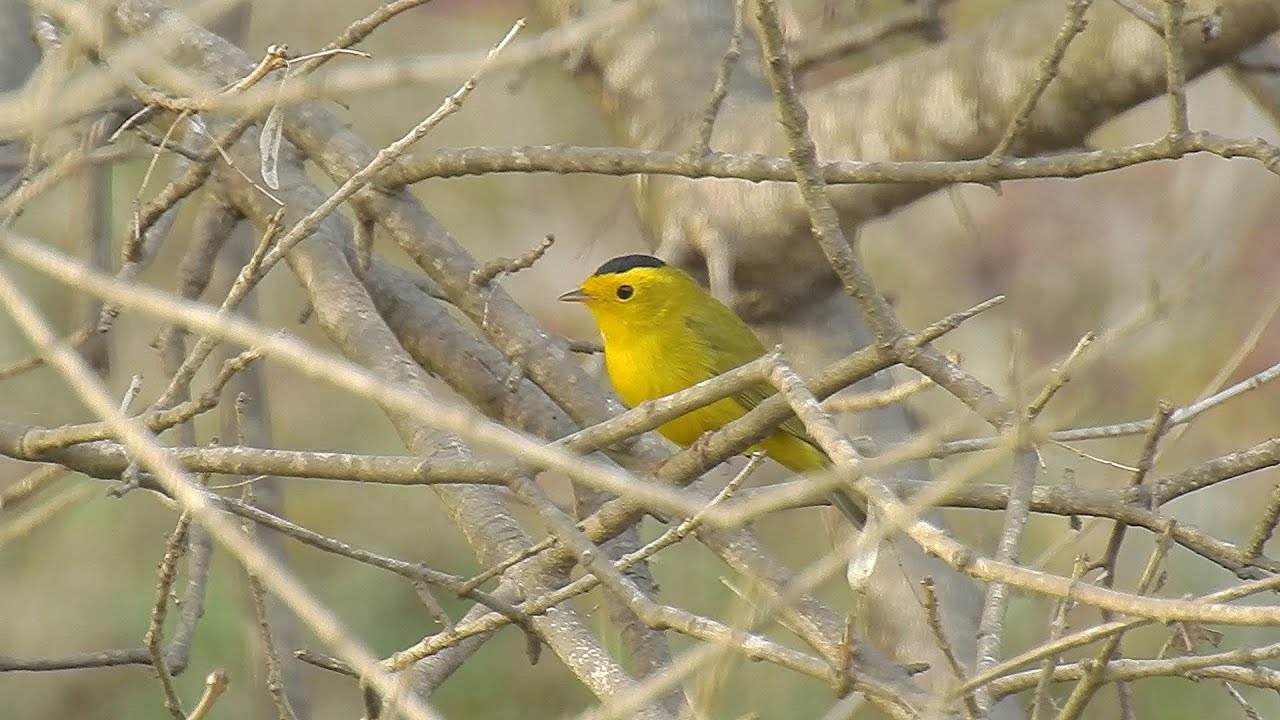 Wilson's Warbler - Pat O'Neil Bird ID's