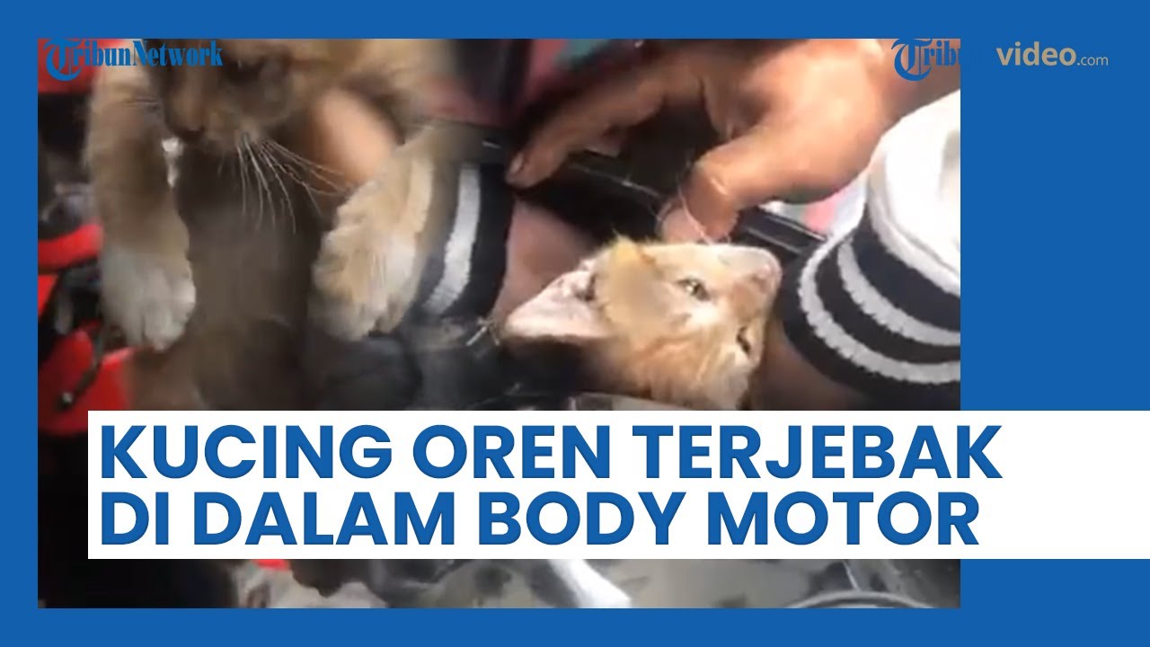 Bikin Ngakak, Aksi Kucing Oren Masuk ke Dalam Body Motor, Pemilik ...