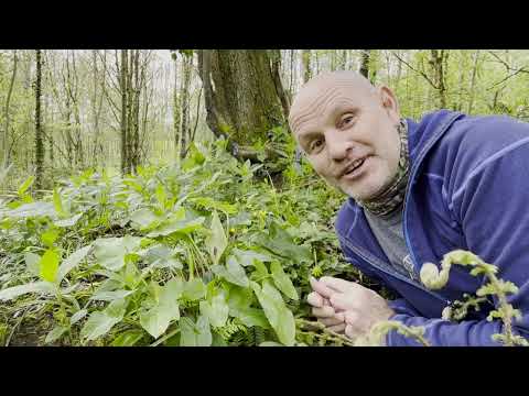 Lords and Ladies plant scavenger hunt (with Mike Dilger) - Woodland Trust
