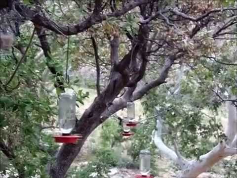 Hummingbirds @ Miller Canyon, Sierra Vista, So. AZ. May 2014