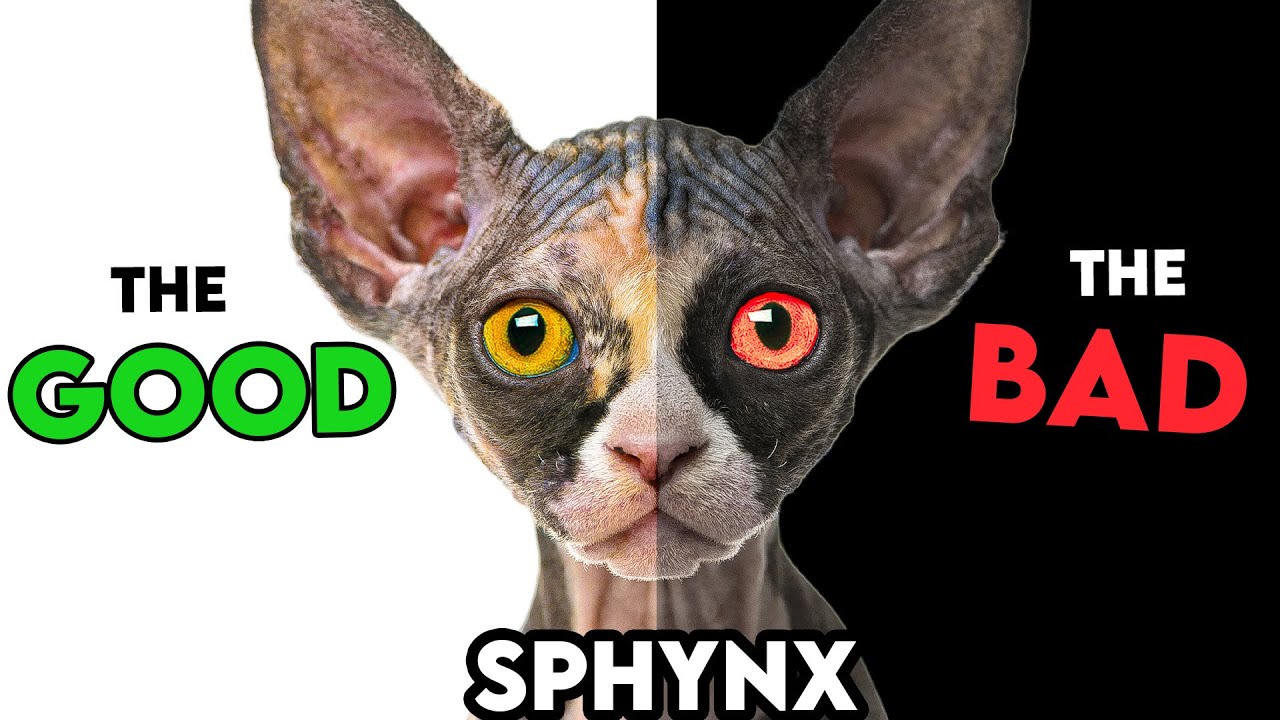 MUST-KNOW Sphynx Cat PROS AND CONS