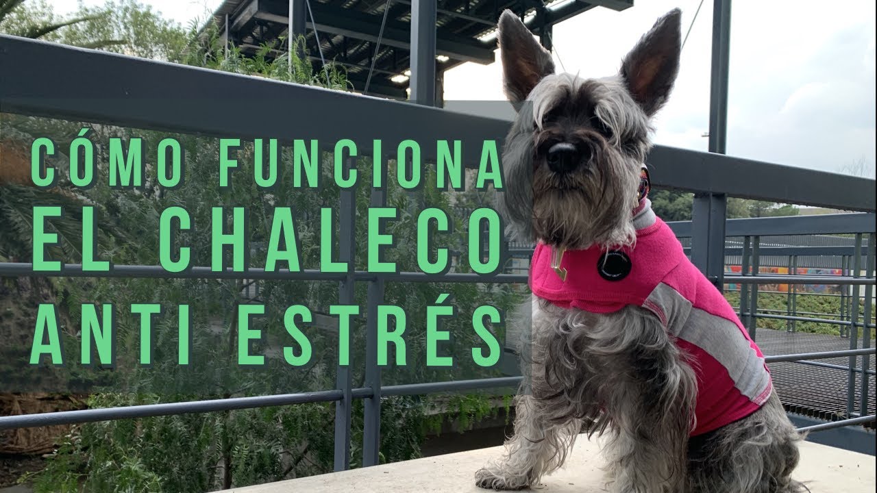 😡🎇🐶Chaleco para reducir la ansiedad en perros por miedo a la pirotecnia THUNDERSHIRT Perrhijos