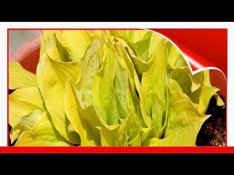 Shade-Garden Plants For Zones 4 To 8 ποΈ