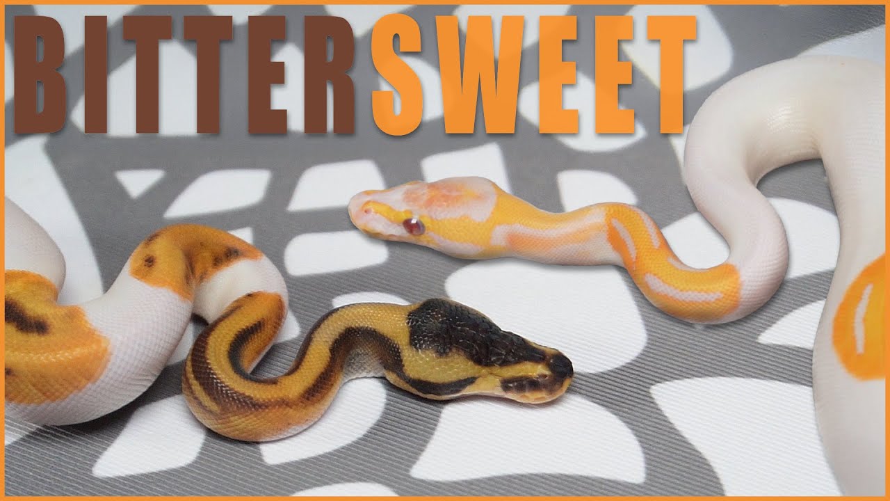 Emotional Roller Coaster Egg Cutting This Ball Python Clutch