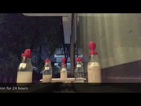Fermentation Balloon Experiment | Science For All