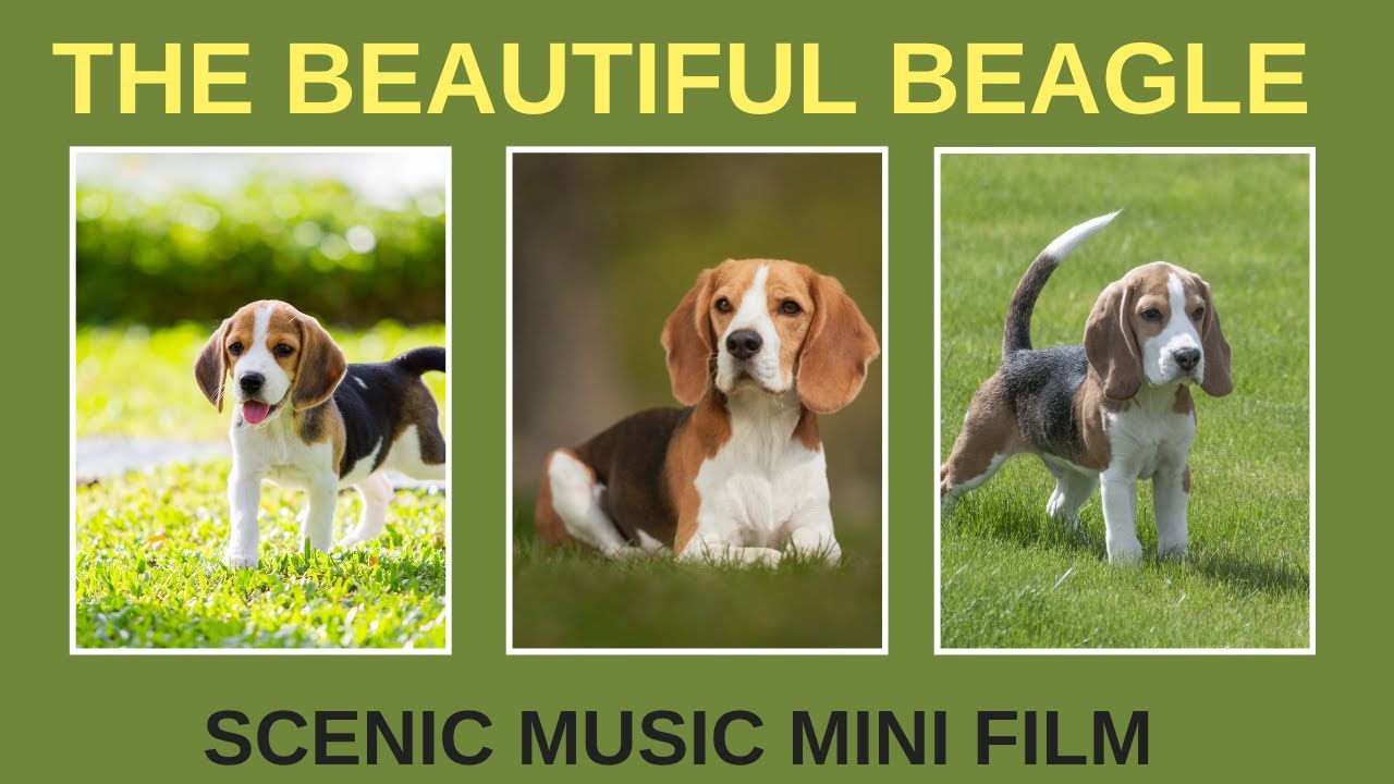 BEAGLE DOGS 4K UHD |  Enjoy These Intelligent Good Tempered Dogs