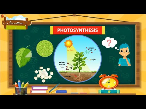 Understanding Photosynthesis: The Magic of How Plants Make Food | #Gochlarworks