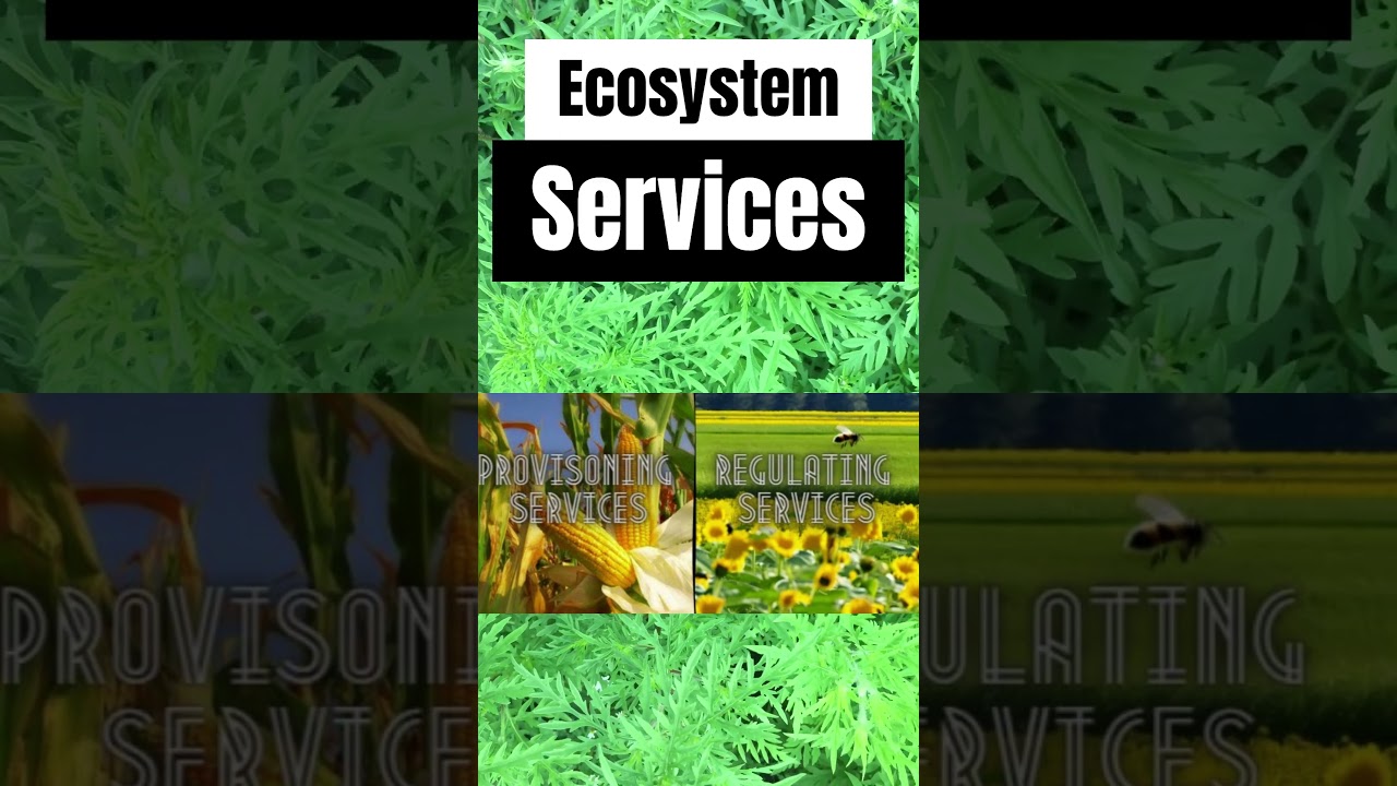Ecosystem Services: Nature's Gifts