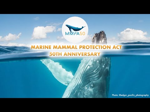 #MMPA50: Celebrating 50 Years of the Marine Mammal Protection Act