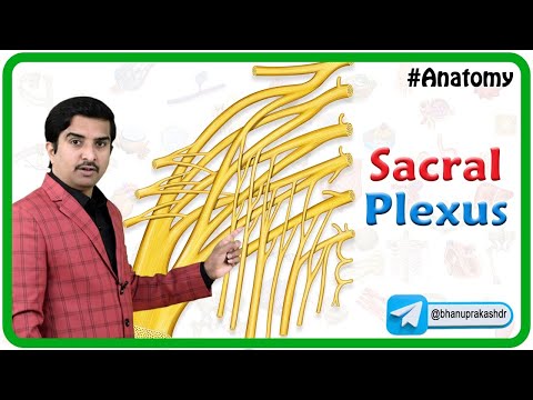 Sacral Plexus Anatomy Animation : Dr G Bhanu Prakash