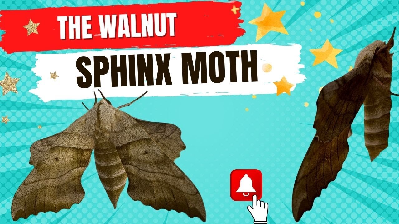 The Walnut Sphinx, Amorpha Juglandis