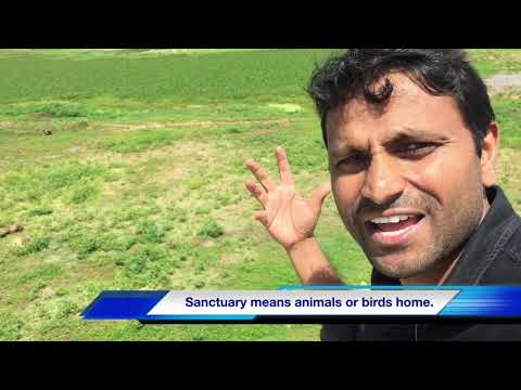 Sanctuary Meaning And A Flock Of Sheep Meaning In English - Vocab With Ashok