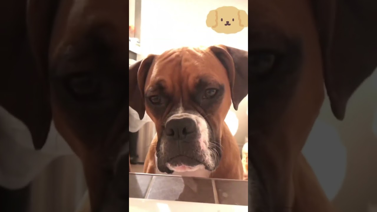 There's no personal space.#dog#funny#funnyanimals#funnypets#animals#pet #longervideos